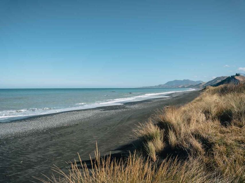 Kaikoura Swim with Dolphins: Best Deals + Photos + Tips – Finding Alexx