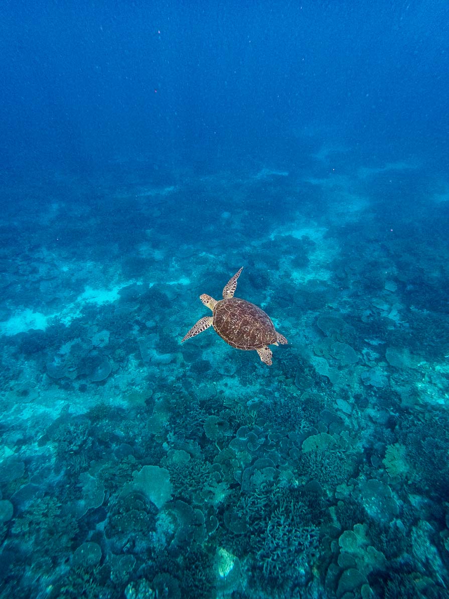 Lady Elliot Island day trip review – Finding Alexx travel blog
