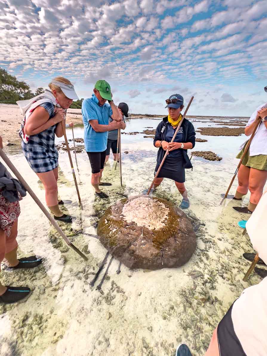 Lady Elliot Island day trip review – Finding Alexx travel blog