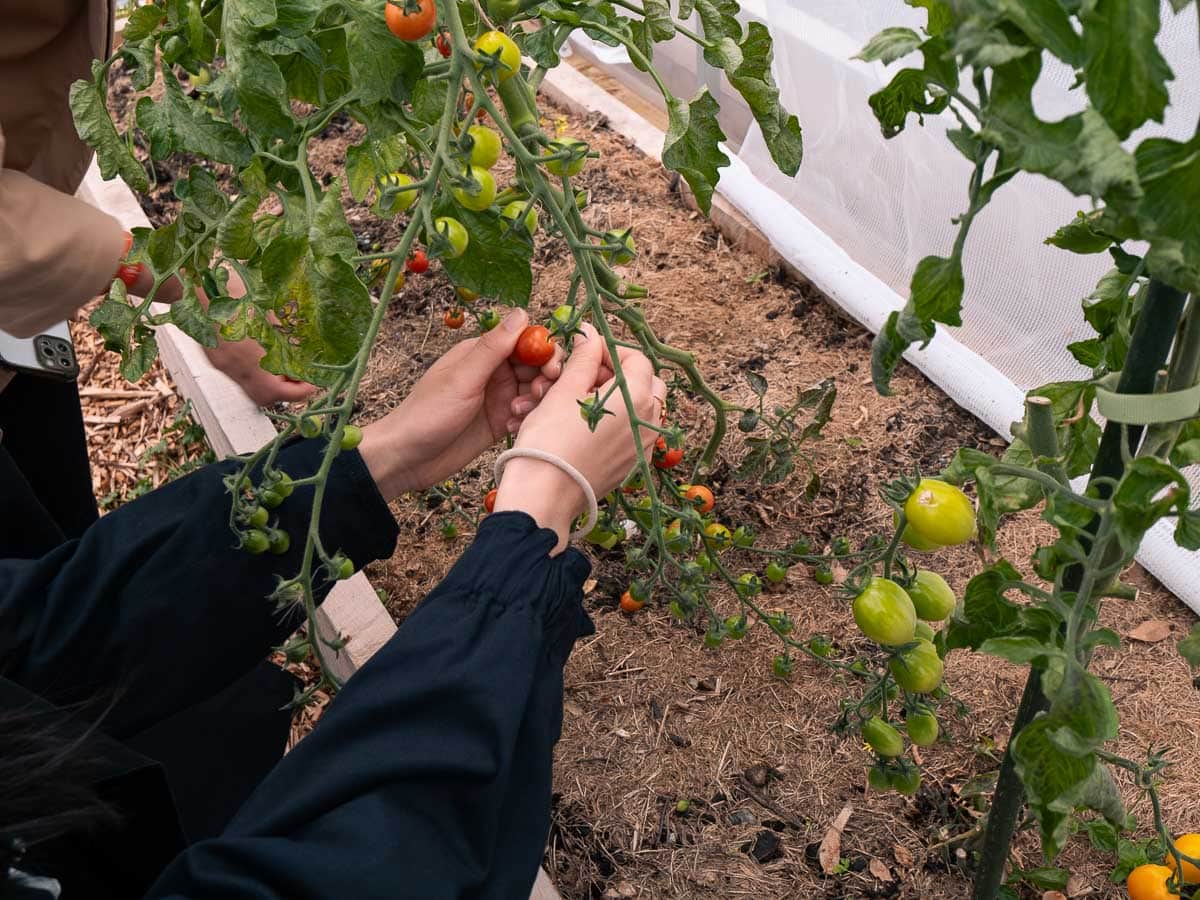 Walter Peak Farm & the TSS Earnslaw: A helpful guide (2025)