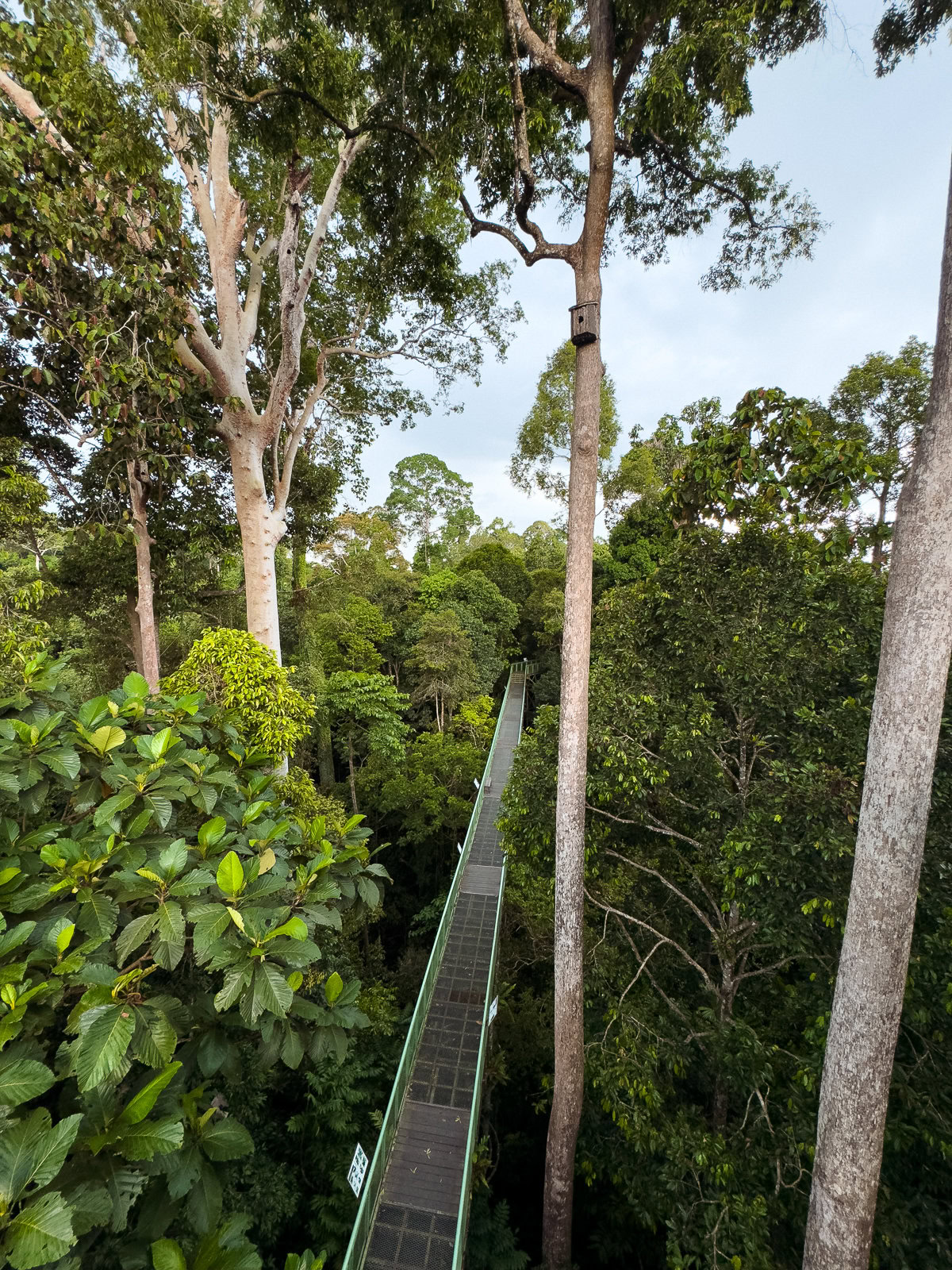 Borneo Travel Best Of Borneo | Tour Package | TripADeal